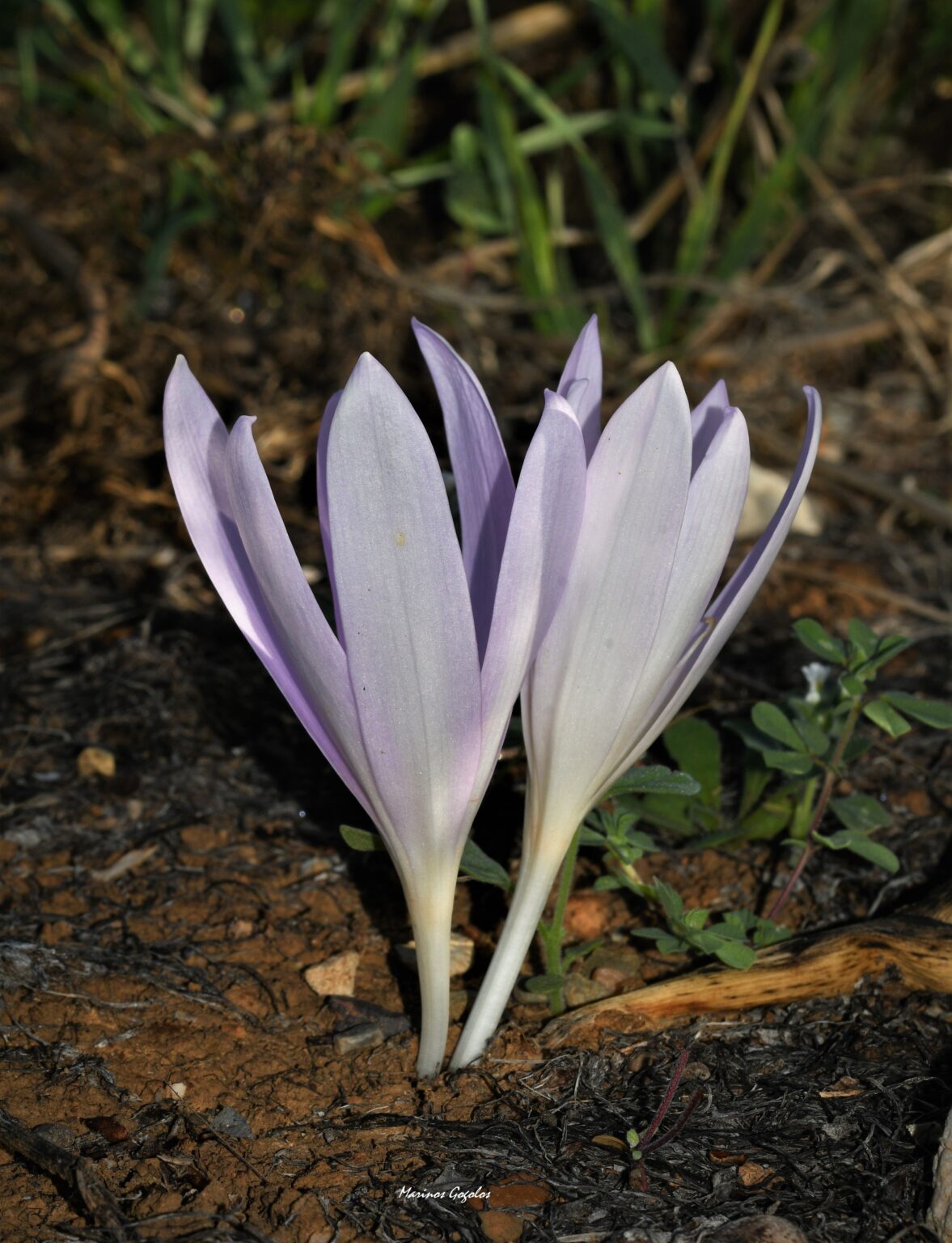 pp. 19-21: Gogolos, M., Afrathianakis, M. & Alibertis, A. Colchicum ...