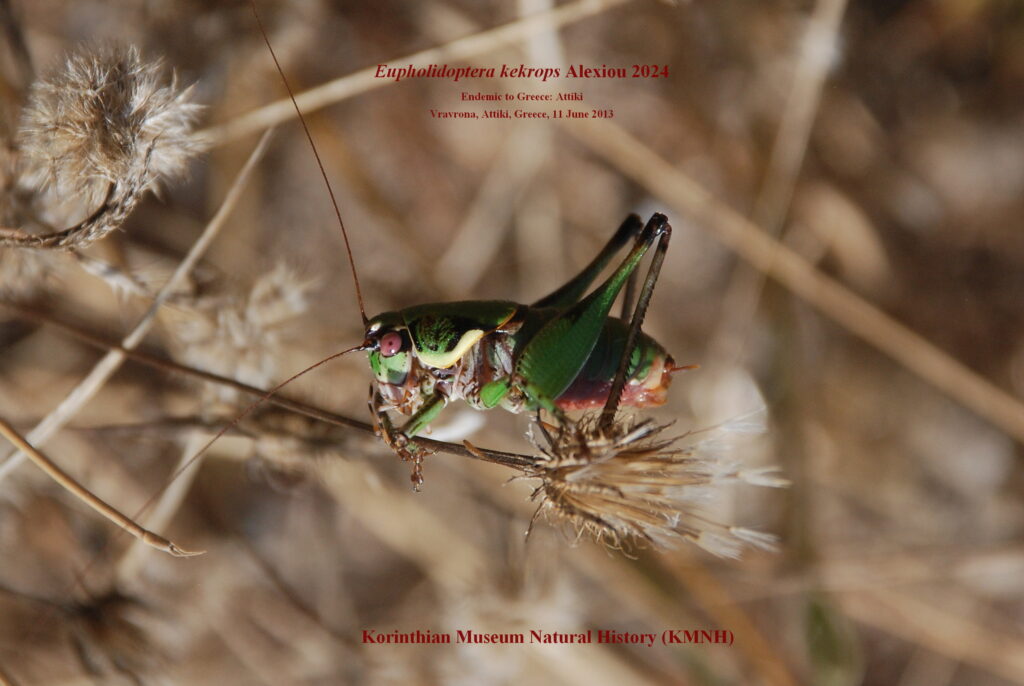 Journal of Orthoptera Research 33 (1), 2024, 67-70: Alexiou, S ...