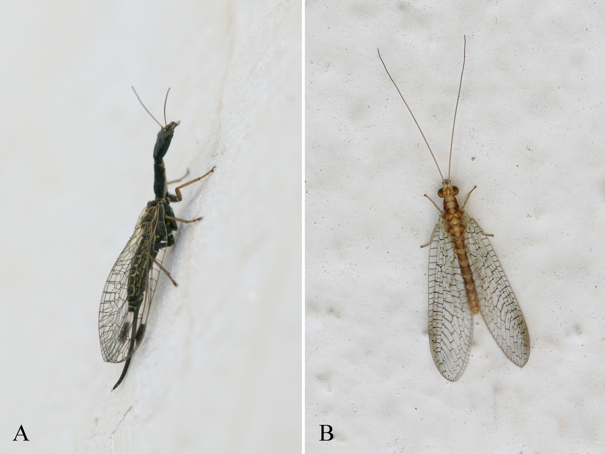 pp. 73-76: Tillier, P. First records of Neuropterida (Raphidiidae ...